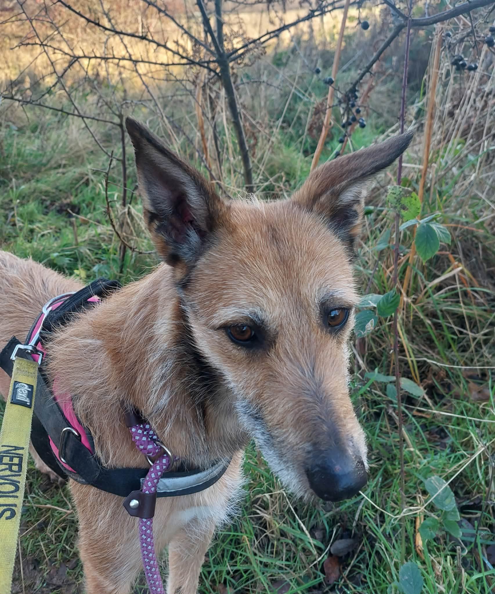 Cindy Lou | Maxi's Mates Rescue & Rehoming Centre