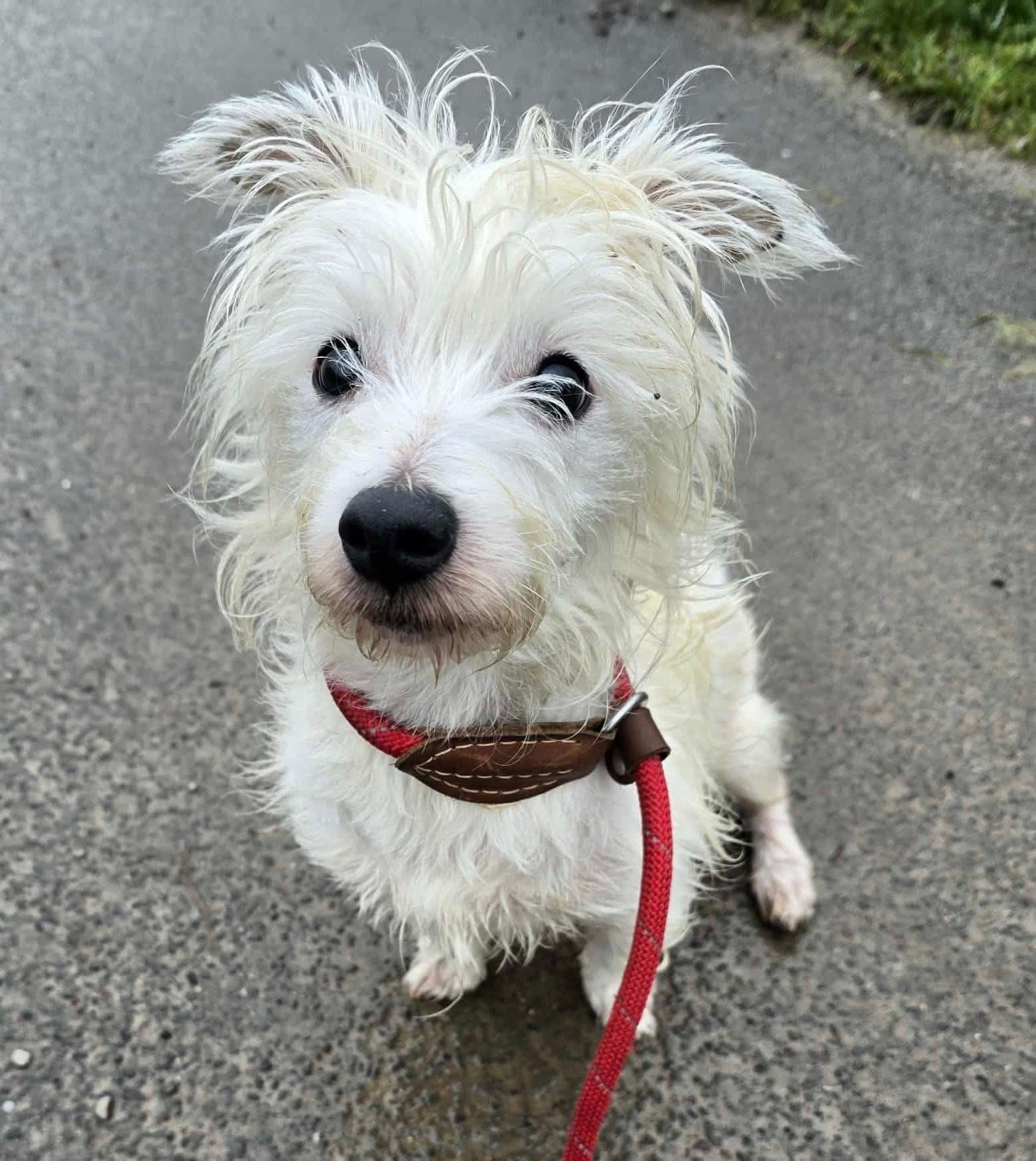 Meet the Dogs | Maxi's Mates Rescue & Rehoming Centre