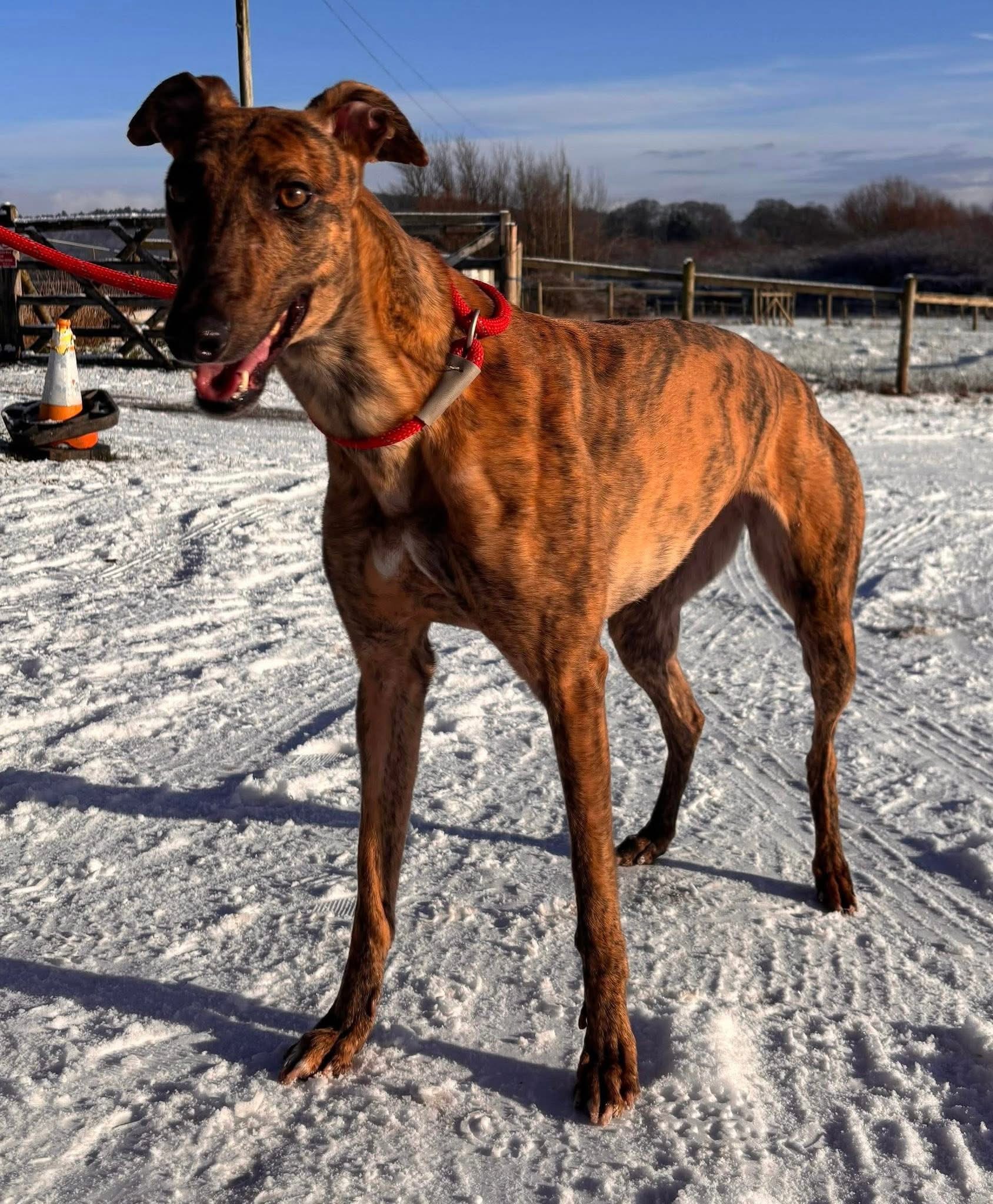 Meet the Dogs | Maxi's Mates Rescue & Rehoming Centre